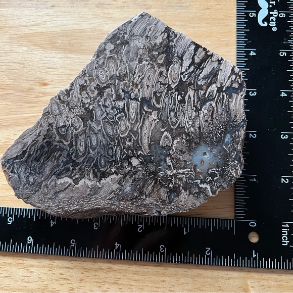 Accents | Rare Natural Palm Root Fossil Stone Slab Rock Crystal | Poshmark